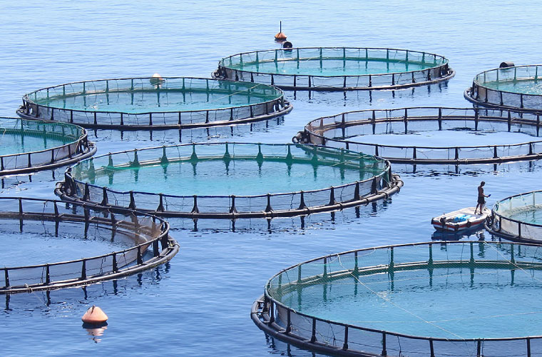 A three-phase model proposes a circular transition for sea bream and ...