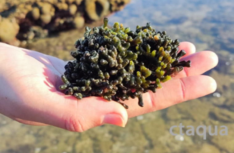 El alga Codium spp es seleccionada por CTAQUA para cultivar la Bahía de ...