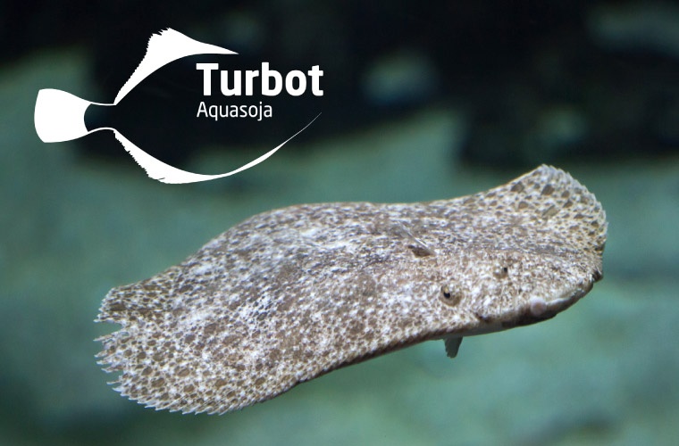 AQUASOJA lanza su pienso para rodaballo