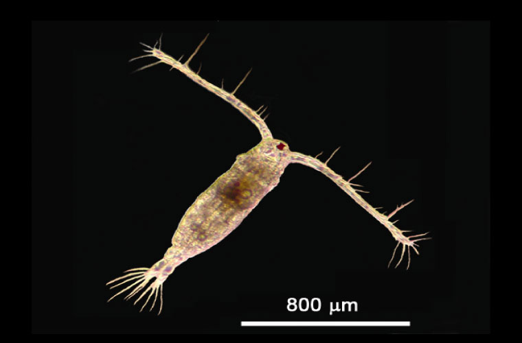 Acartia tropica un copépodo con un alto potencial para ser usado como ...