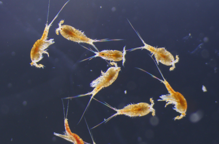 El cultivo de copépodos harpacticaides visto como biofábricas de Omega-3