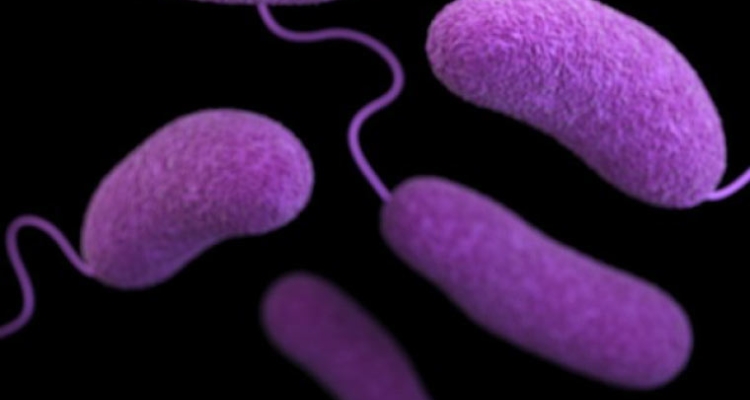 Skretting y Proteon Pharmaceuticals presentarán una nueva tecnología de ...