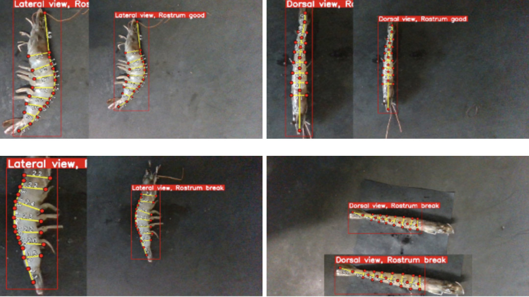 Shrimp Breeding Enters Digital Era with IMASHRIMP System