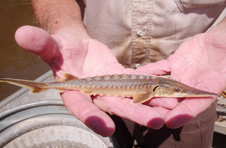 Con una simple prueba PCR ya se puede saber el sexo de un esturión