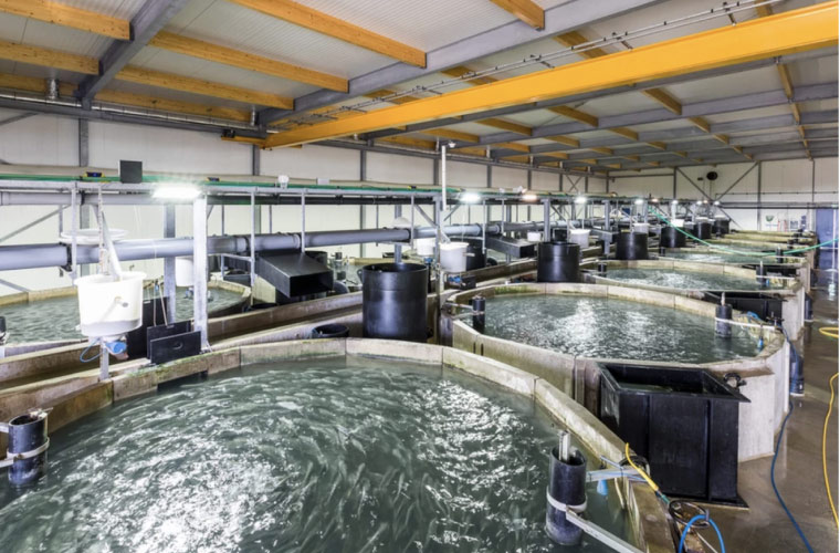 Stolt Sea Farm entra en el accionariado de KingFish el productor de ...