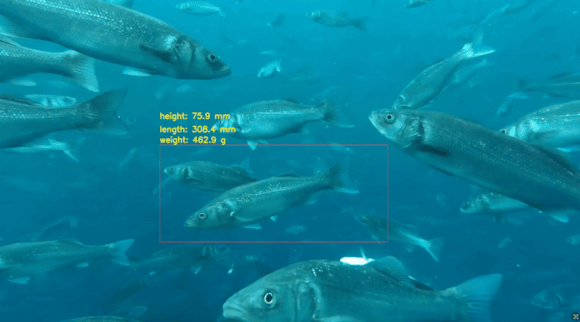 Innovasea Unveils Advanced European Sea Bass Algorithm to Optimize ...