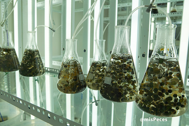 Ventricaria ventricosa, un alga unicelular gigante que podría servir ...