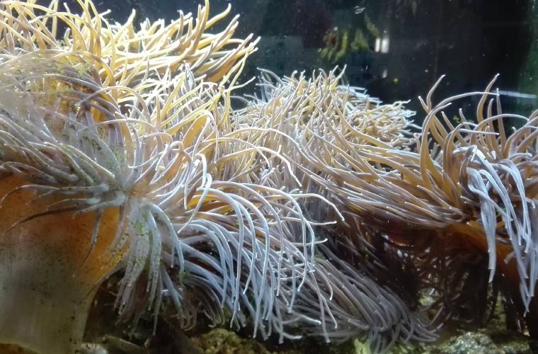 Cultivo de ortiguilla de mar como recurso para repoblar los bancos ...