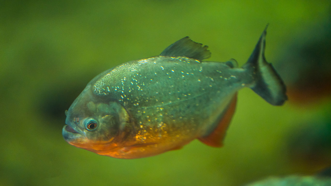 Ponen el aprendizaje automático al servicio de programas de selección ...
