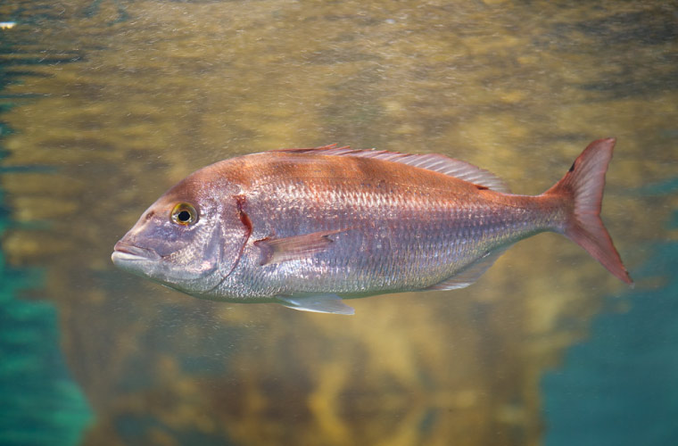 PAGRUS de Aquasoja la dieta equilibrada para que el pargo rojo alcance ...