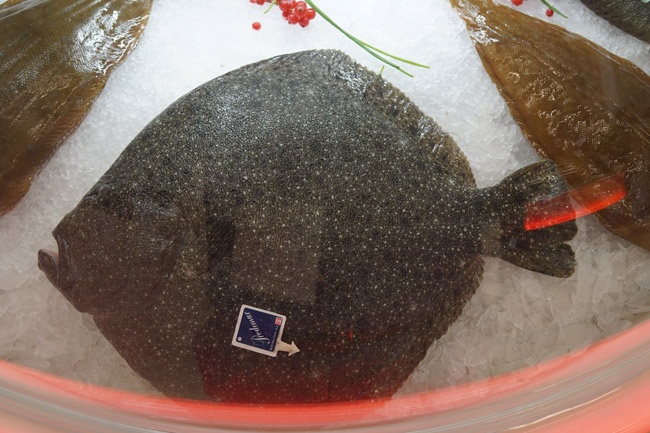 Stolt Sea Farm confía en la recuperación del mercado para rodaballo y ...