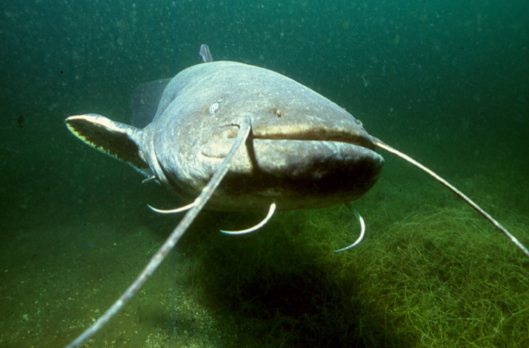 Secuencian y ensamblan el genoma del siluro europeo (Silurus glanis)