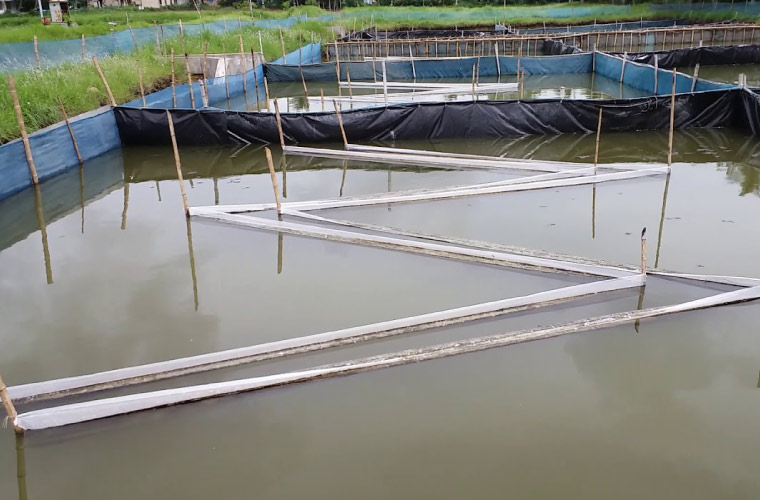 ¿Qué es el perifitón y cómo puede ayudar a la acuicultura a ser más ...