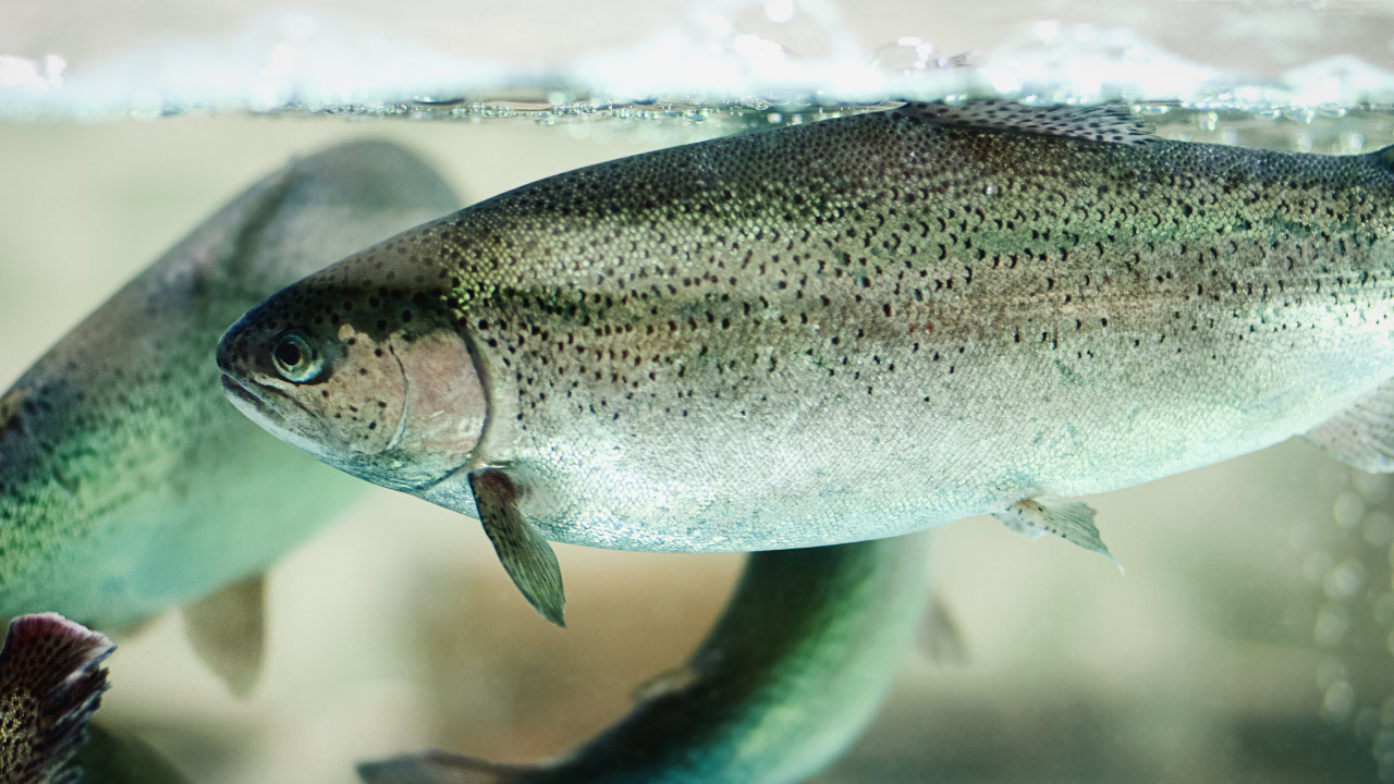 Truchas arcoíris alimentadas a ritmo de burbujas para mejorar el ...