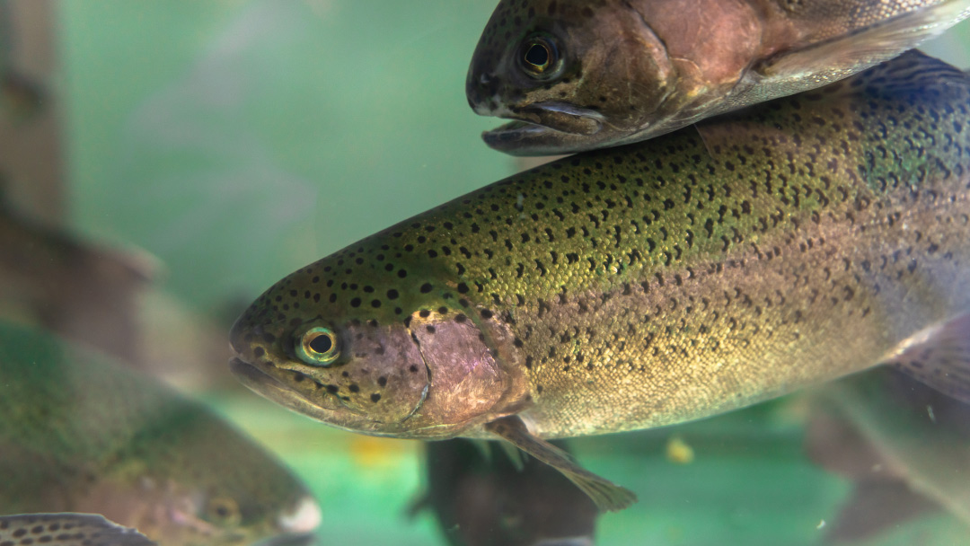 Aquaculture Advisory Council calls for adjustments to health controls ...