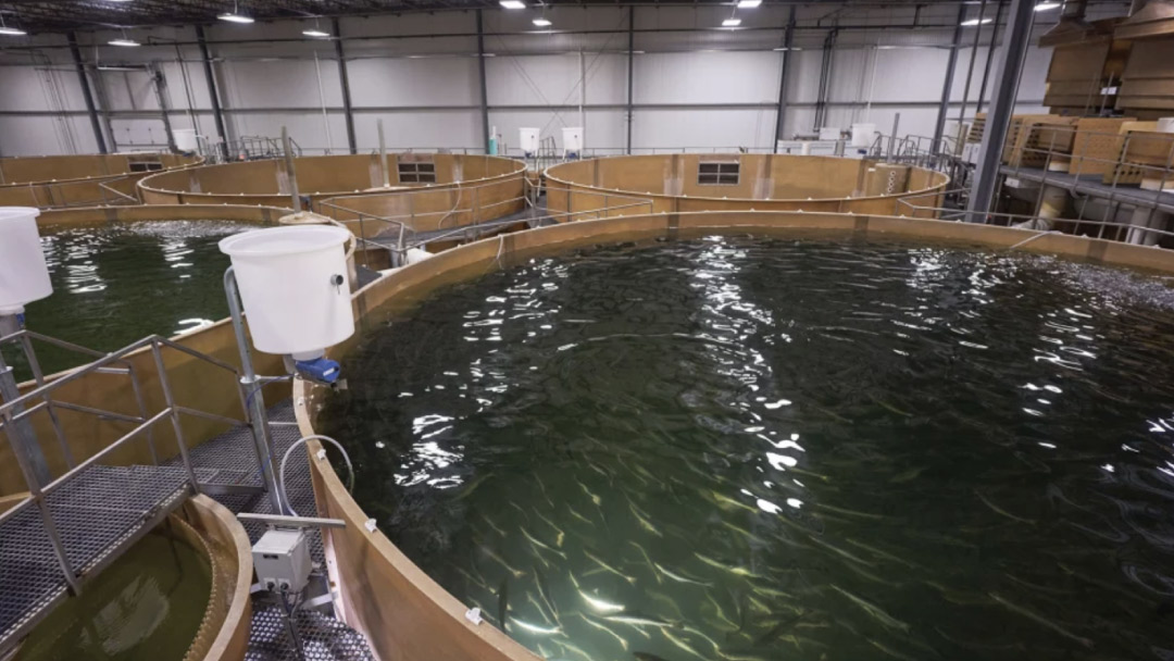 AquaBounty announces closure of its last AquAdvantage salmon hatchery ...