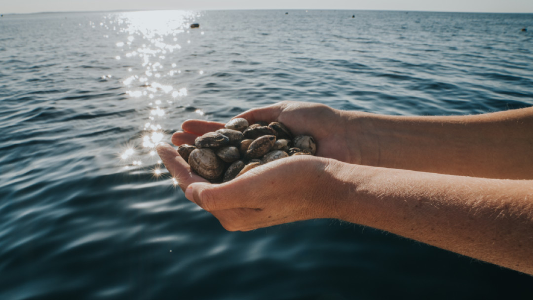 El proyecto europeo Atlanticlam llevará la almeja fina a un nivel superior