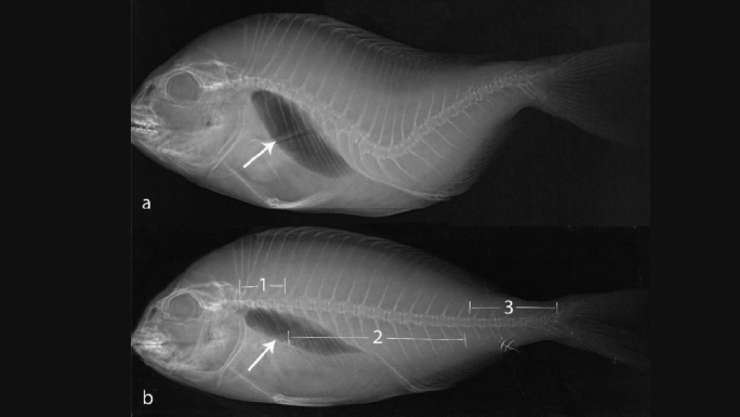 Unravelling Skeletal Deformities in Gilthead Sea Bream: Definitions and ... Unravelling Skeletal Deformities in Gilthead Sea Bream: Definitions and ...