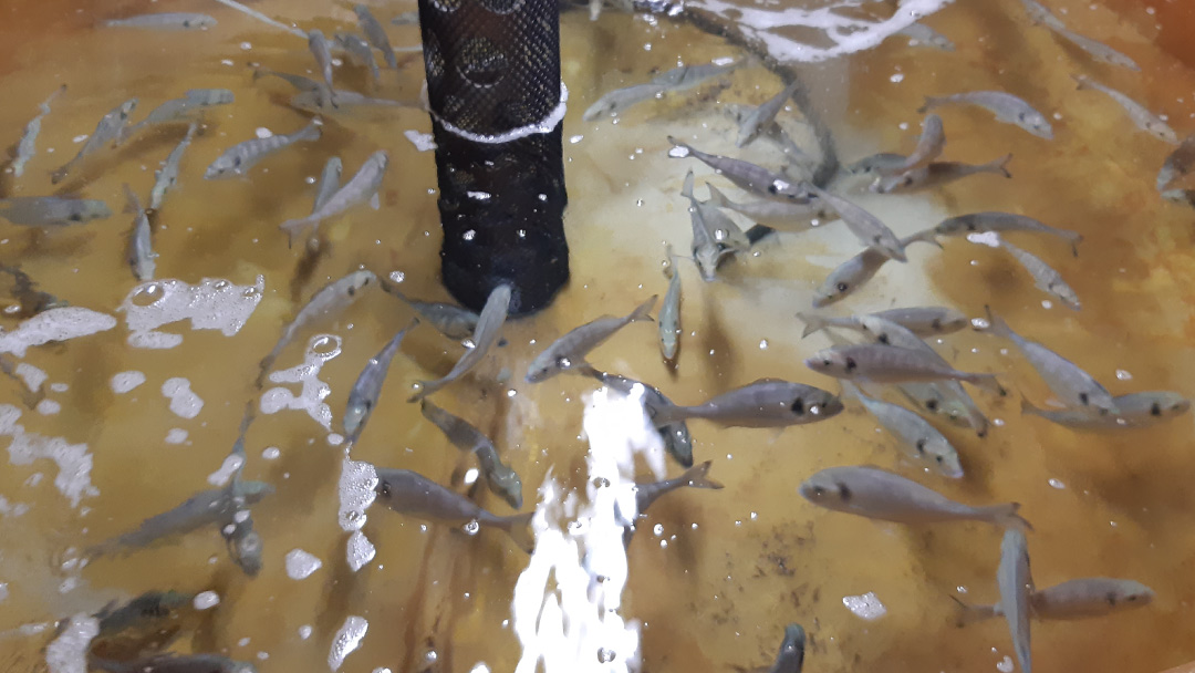 Torula Yeast Emerges as a Promising Alternative to Fish Meal in ...