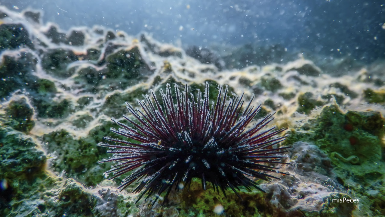 El día que los erizos de mar demostraron que los protectores solares ...
