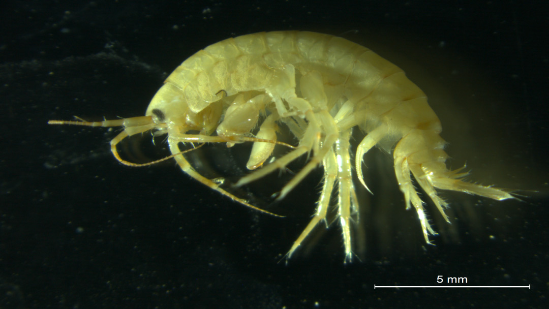 Un estudio aporta datos de productividad de gammáridos producidos en ...