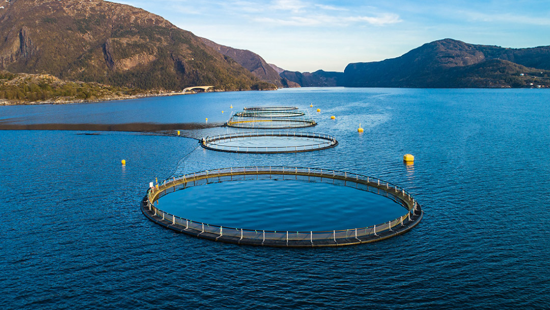 Dibaq Aquaculture explica el uso de los vegetales fermentados en ...