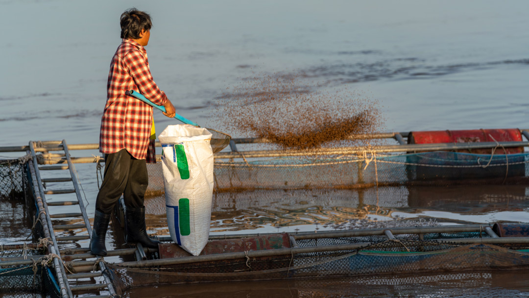 Un estudio enfría el optimismo sobre el potencial de la acuicultura ...