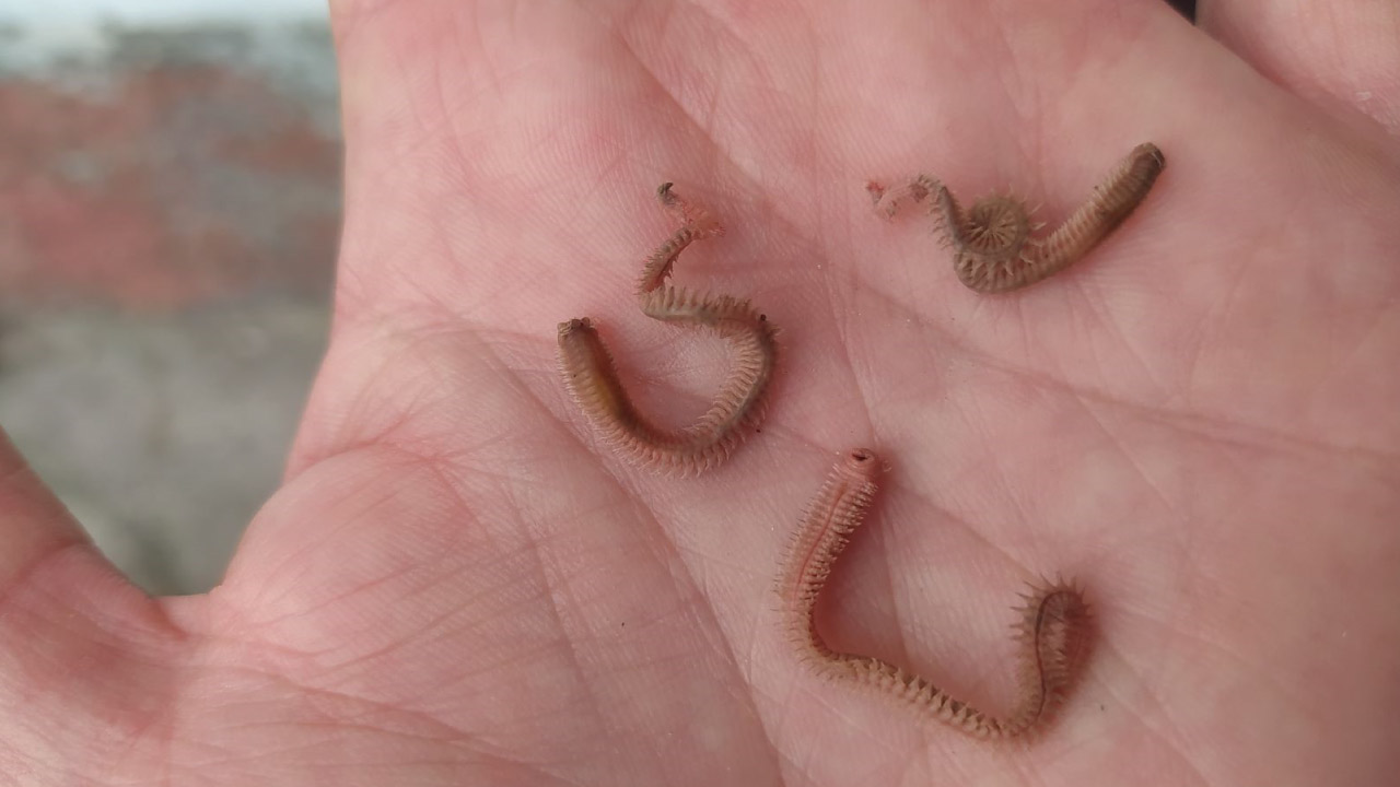 Investigadores españoles aportan nuevos datos sobre la producción de ...