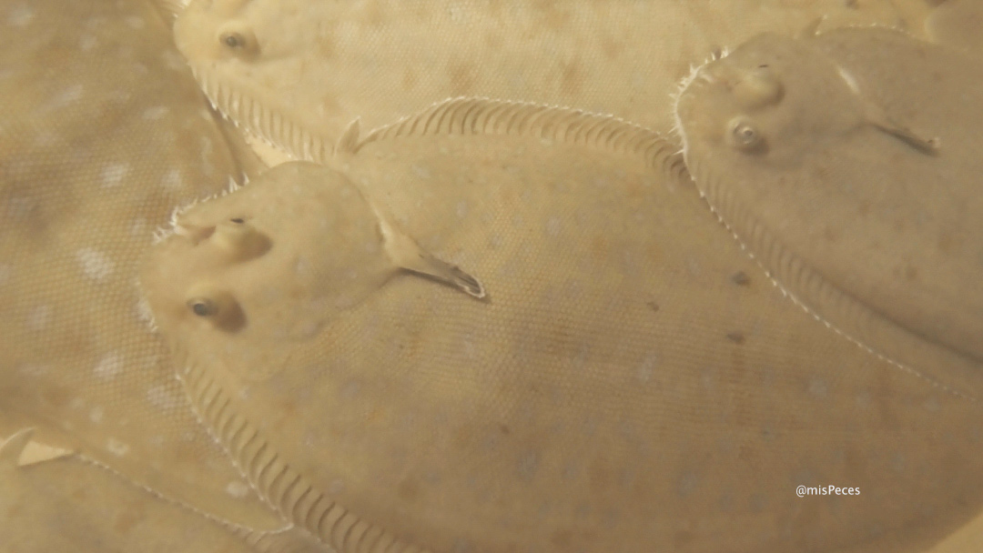 Universidad de Algarve acoge en febrero un taller sobre biotecnología ...