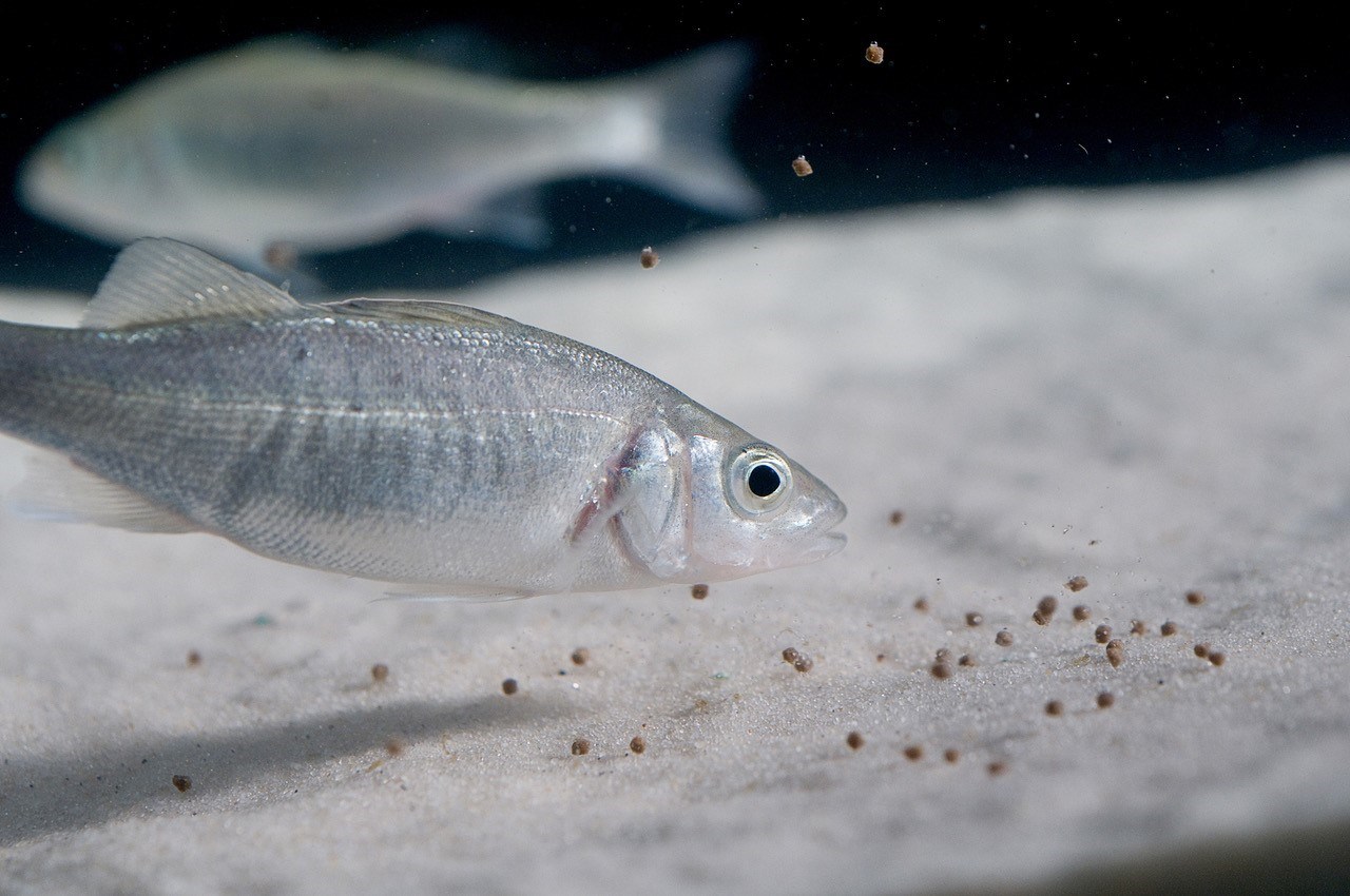 Protec MP ayuda a los alevines a enfrentar los diferentes desafíos ...