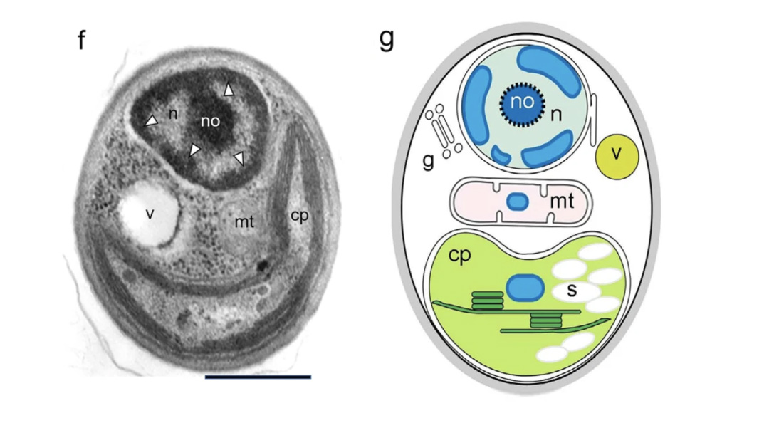 Descubierta una nueva alga verde ultrapequeña, Medakamo hakoo