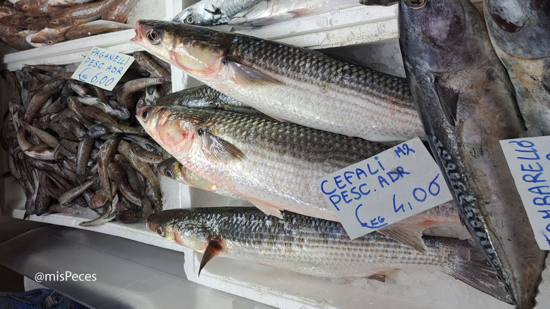 Un centro de investigación de Cerdeña colaborará con FAO para elaborar ...