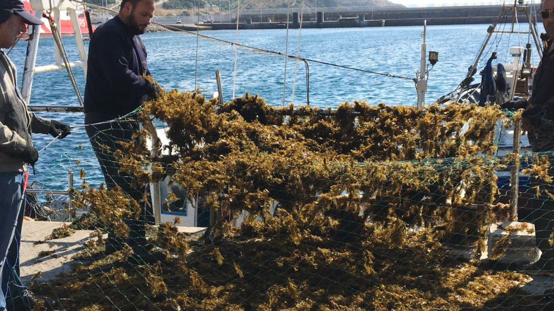 Rugulopteryx okamurae, el alga invasora que amenaza las costas, muestra potencial como ...