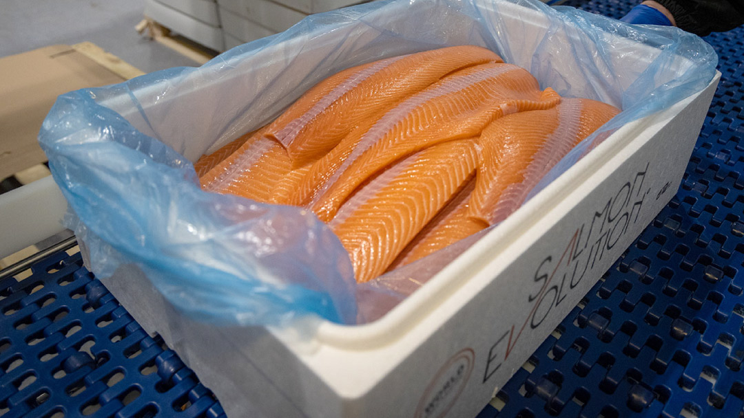 Salmon Evolution satisfecha con sus resultados biológicos de 2022