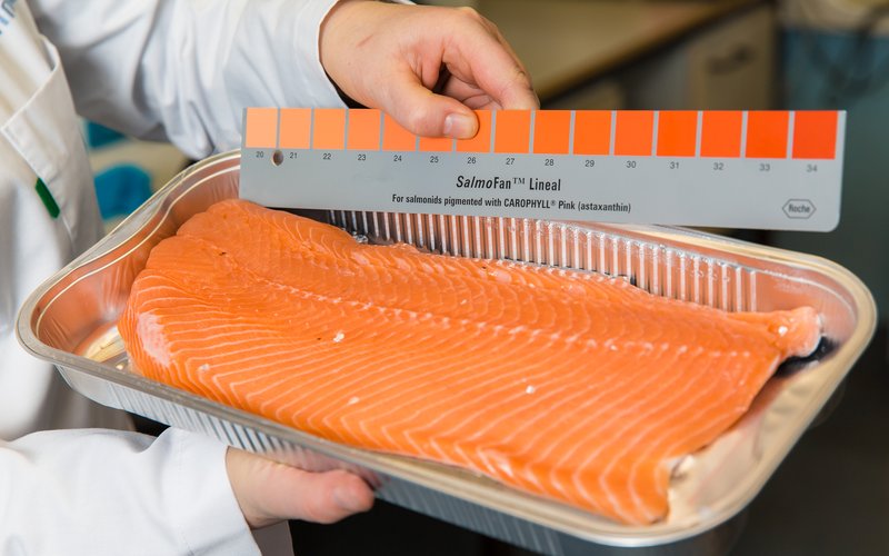 Natural Astaxanthin from Microalgae Matches Synthetic Pigment in Salmon ...
