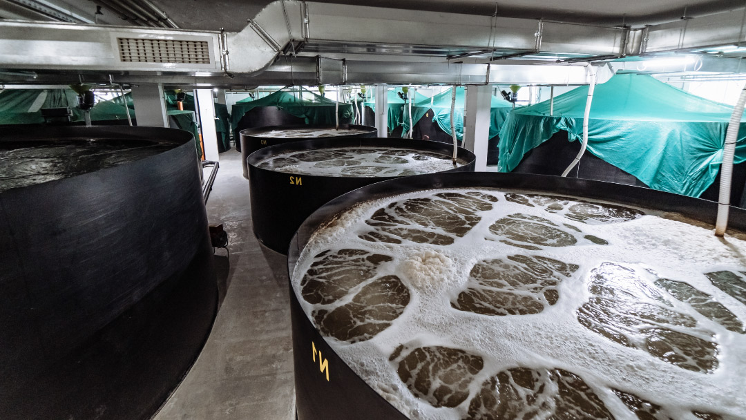 Una revisión científica analiza la potencialidad de los sistemas RAS ...