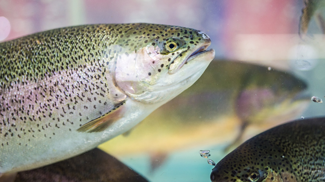 Yeast and Aromatic Plants: A Natural Boost for Trout Farming