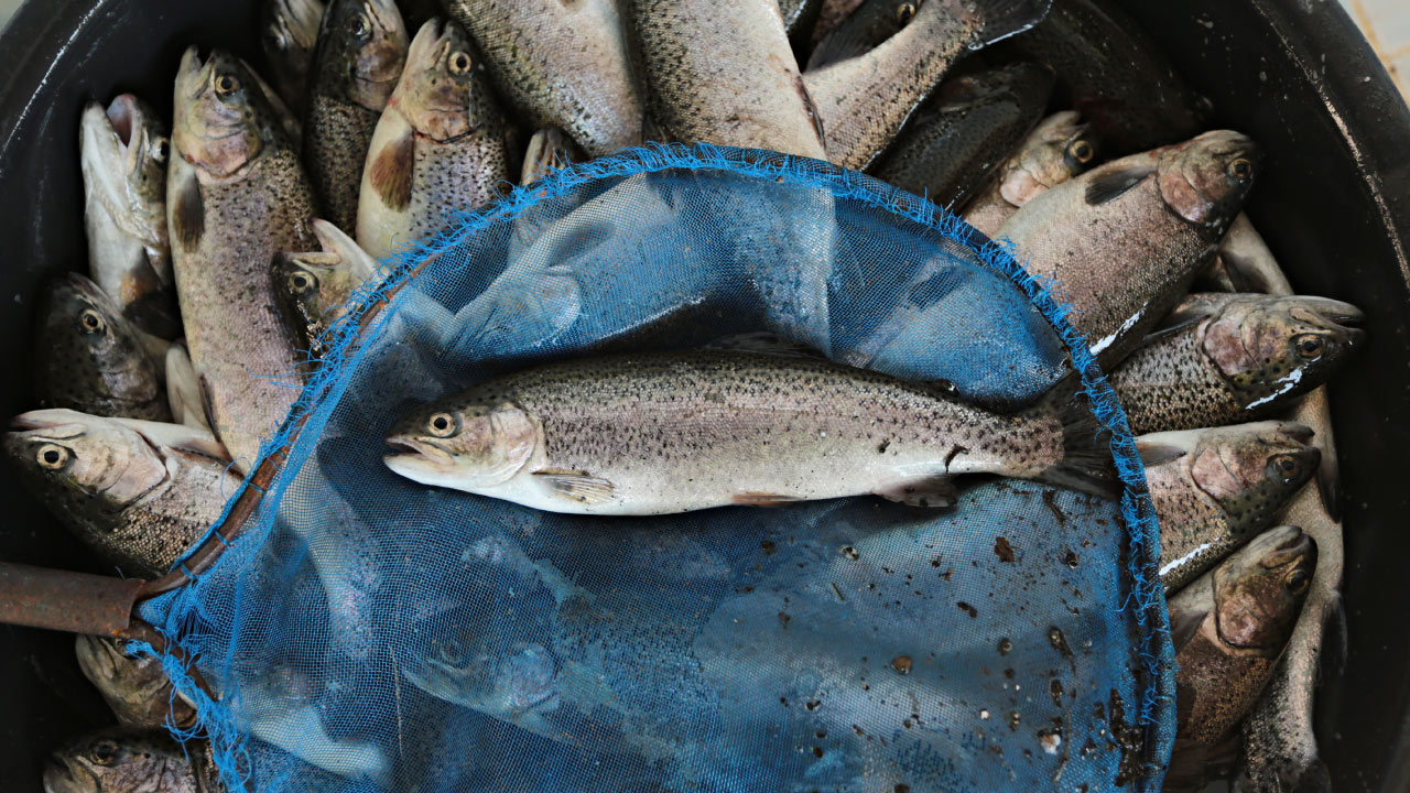 Un estudio muestra que es posible mejorar la producción de truchas ...