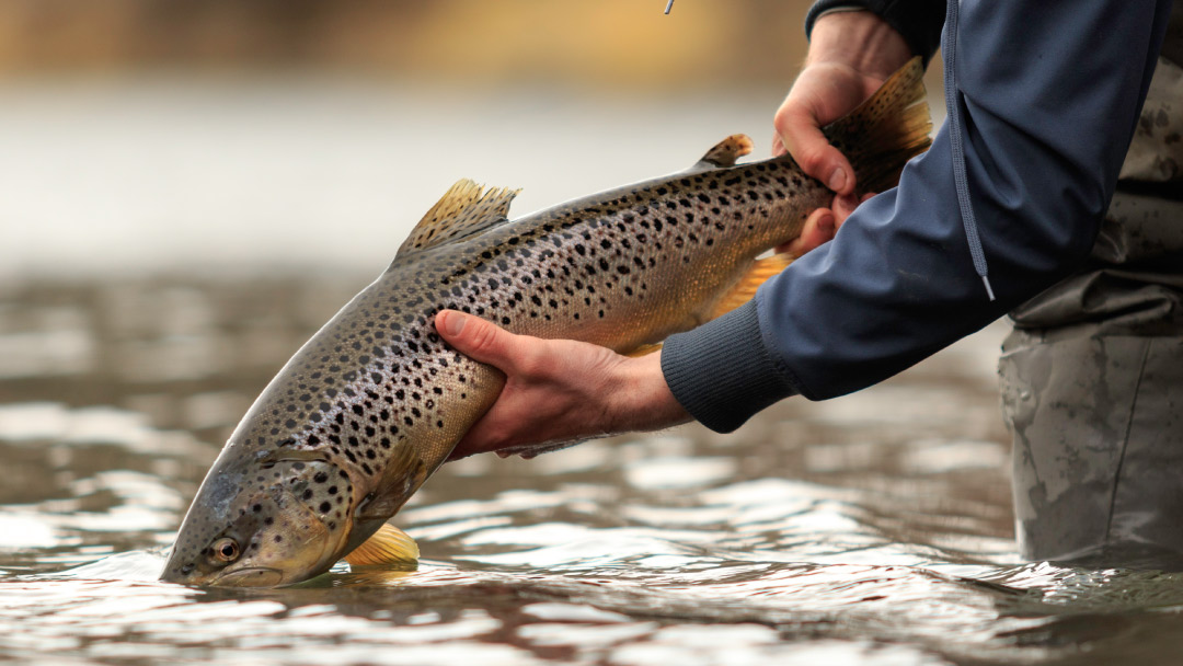Yeast and Aromatic Plants: A Natural Boost for Trout Farming
