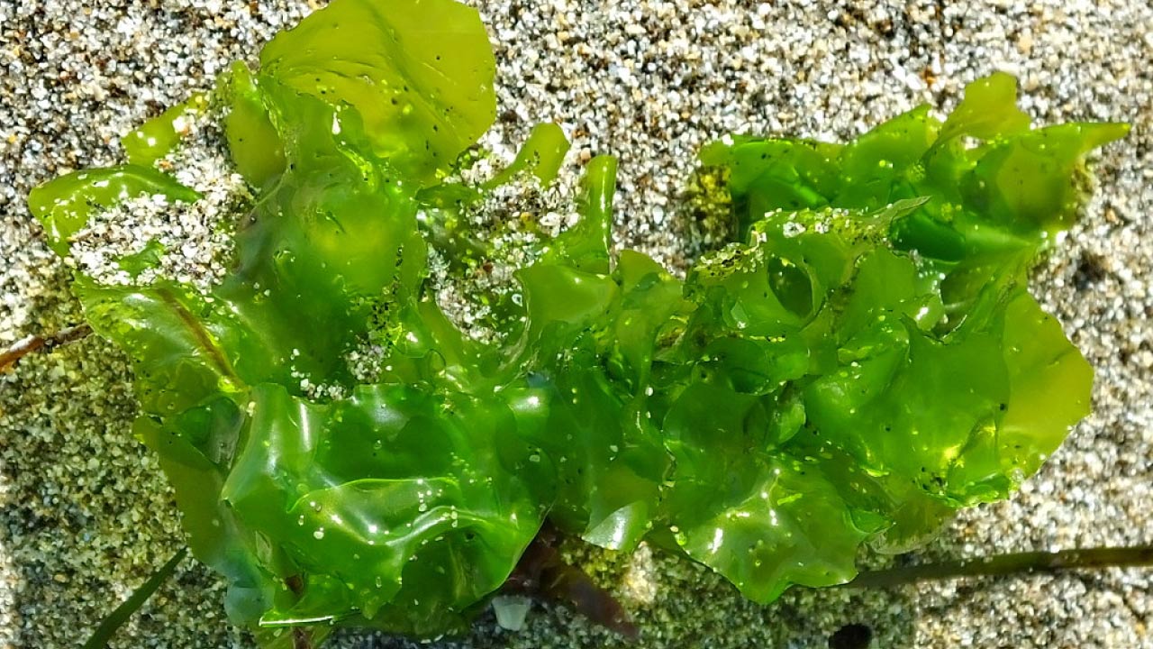 Los fermentos del alga Ulva mejoran su rendimiento como ingrediente en ...
